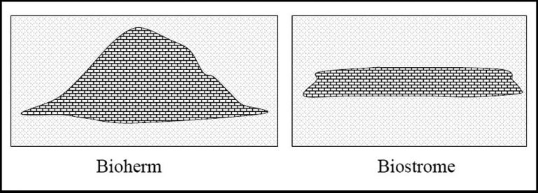 Bioherm Biostrome - Geología - publicaciones